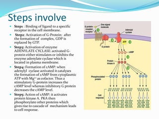 Cyclic amp pathway | PPT