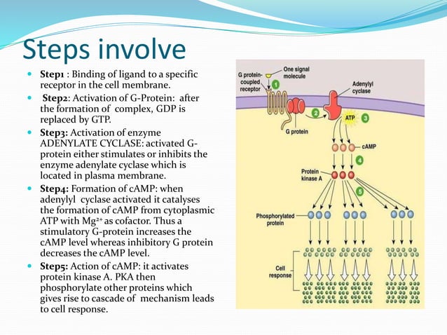 Cyclic amp pathway | PPT