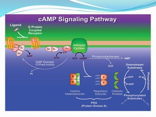 Signal Transduction Pathway Camp