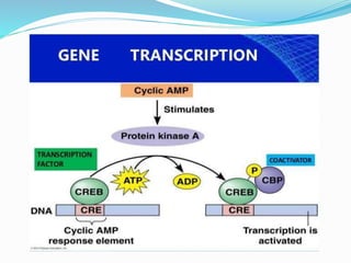 Cyclic Adenosine Monophosphate Pathway