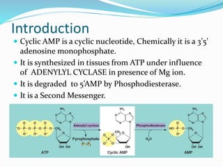 Cyclic Adenosine Monophosphate