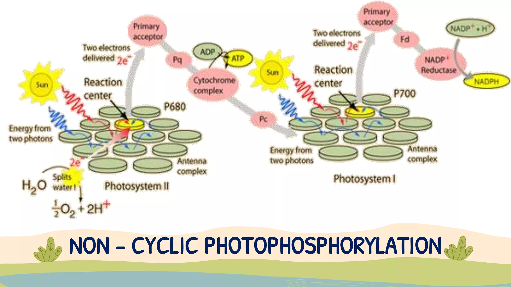 Cyclic and non cyclic photophosphorilation | PPTX