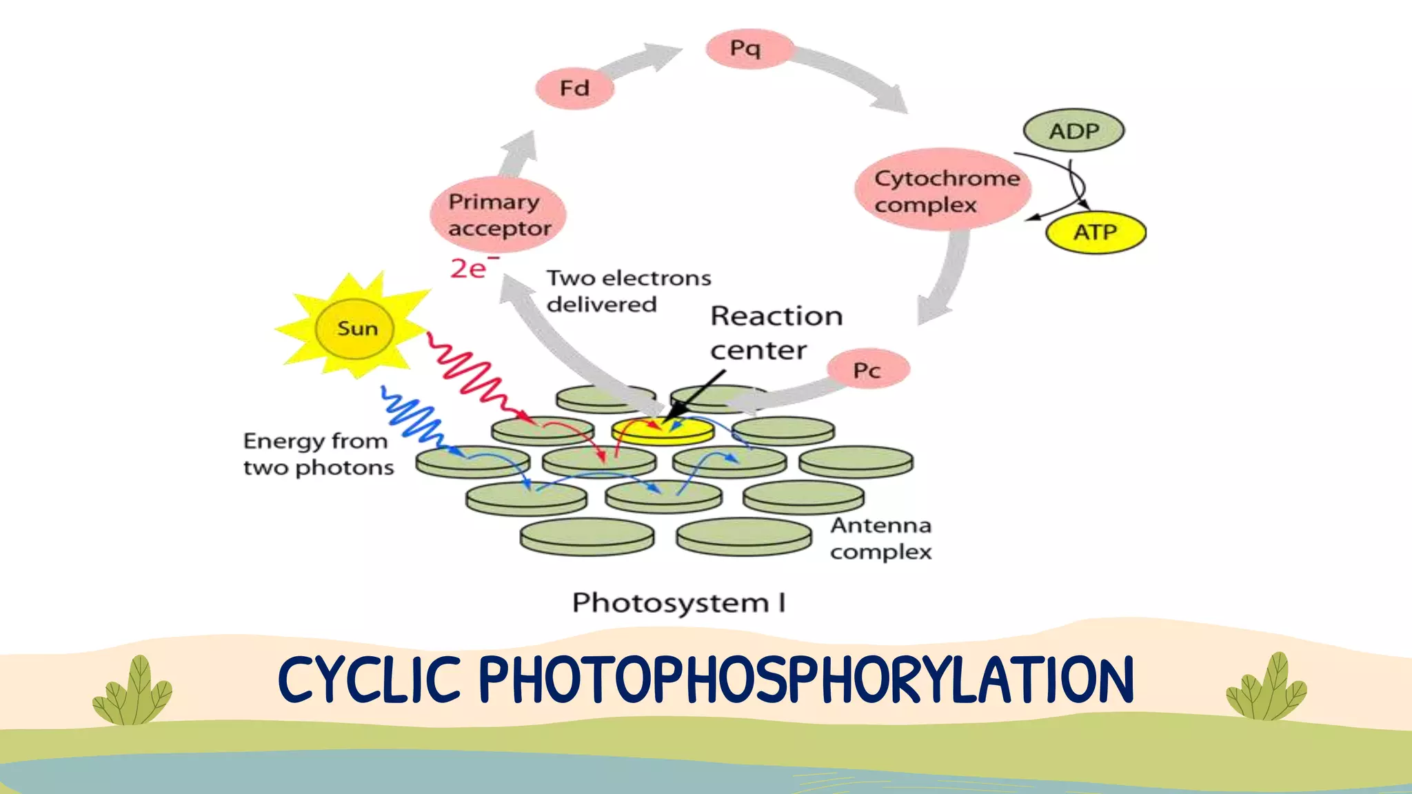 Cyclic and non cyclic photophosphorilation | PPTX