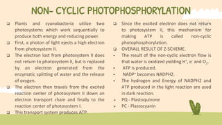 Cyclic and non cyclic photophosphorilation | PPTX