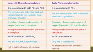 Cyclic and non cyclic photophosphorilation | PPTX