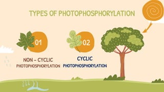 Cyclic and non cyclic photophosphorilation | PPTX