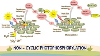 Cyclic Photophosphorylation Diagram