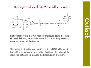 Cyclic di GMP signaling network in Legionella pneumophila | KEY