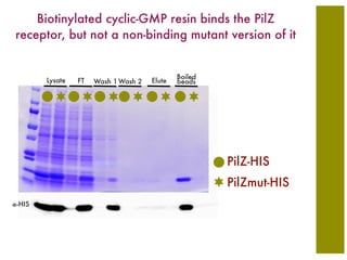 Cyclic di GMP signaling network in Legionella pneumophila | KEY