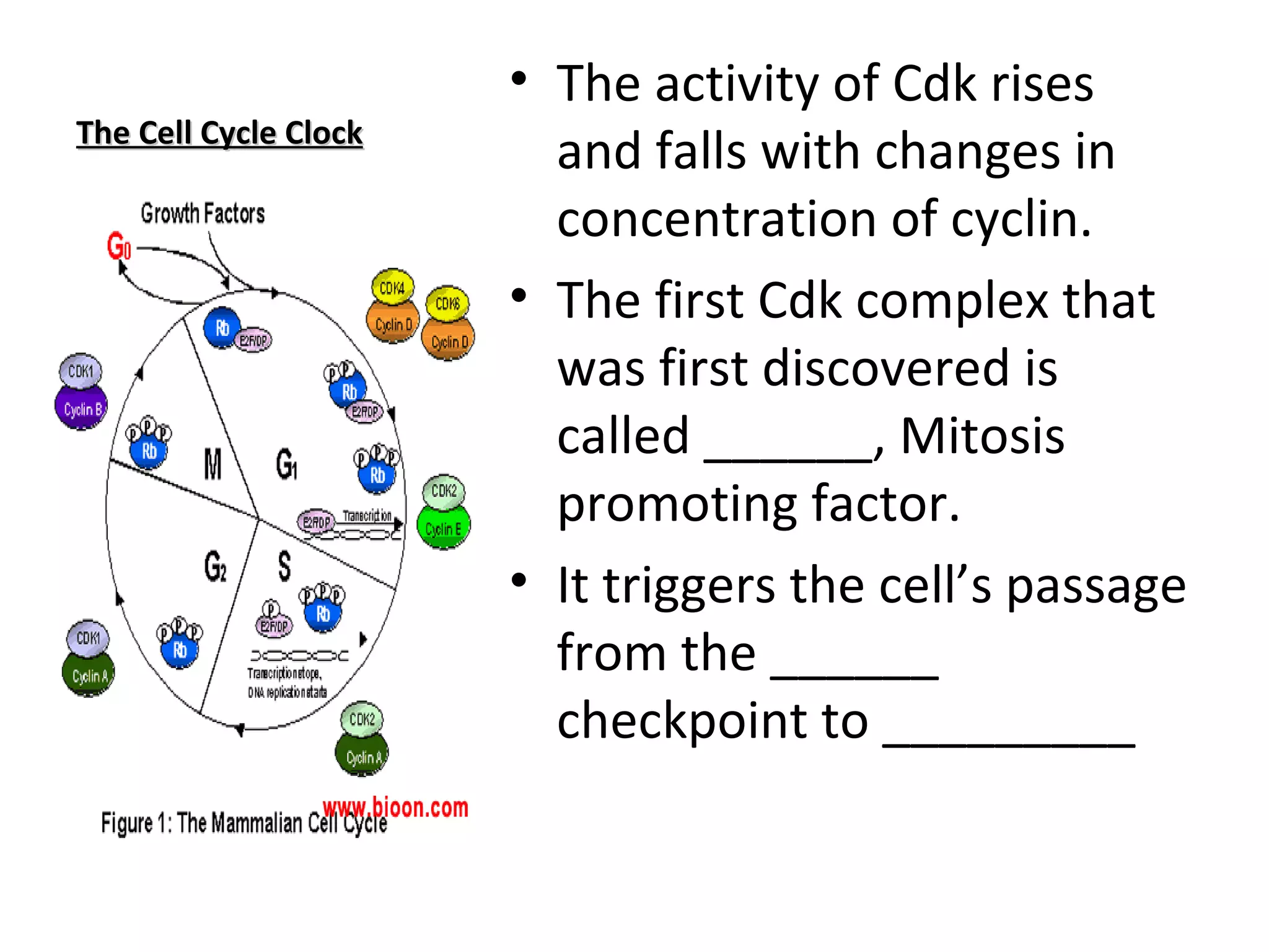Cyclin And Cyclin Dependent Kinases | PPT
