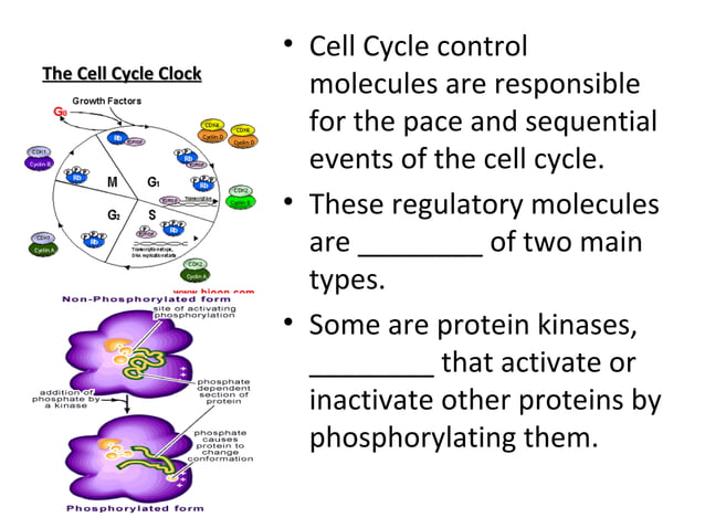 Cyclin And Cyclin Dependent Kinases | PPT