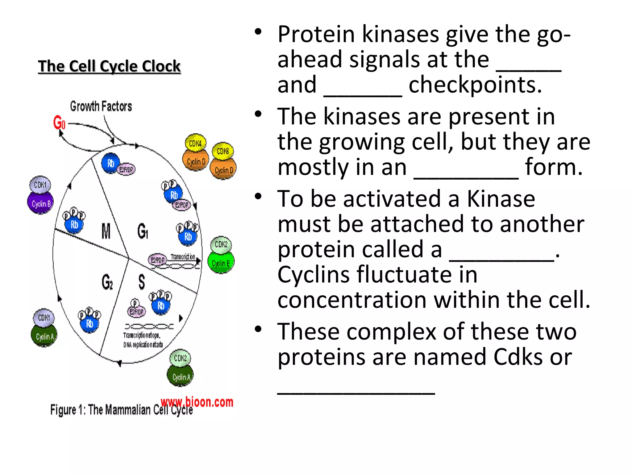 Cyclin And Cyclin Dependent Kinases | PPT
