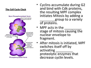 Cyclin And Cyclin Dependent Kinases | PPT