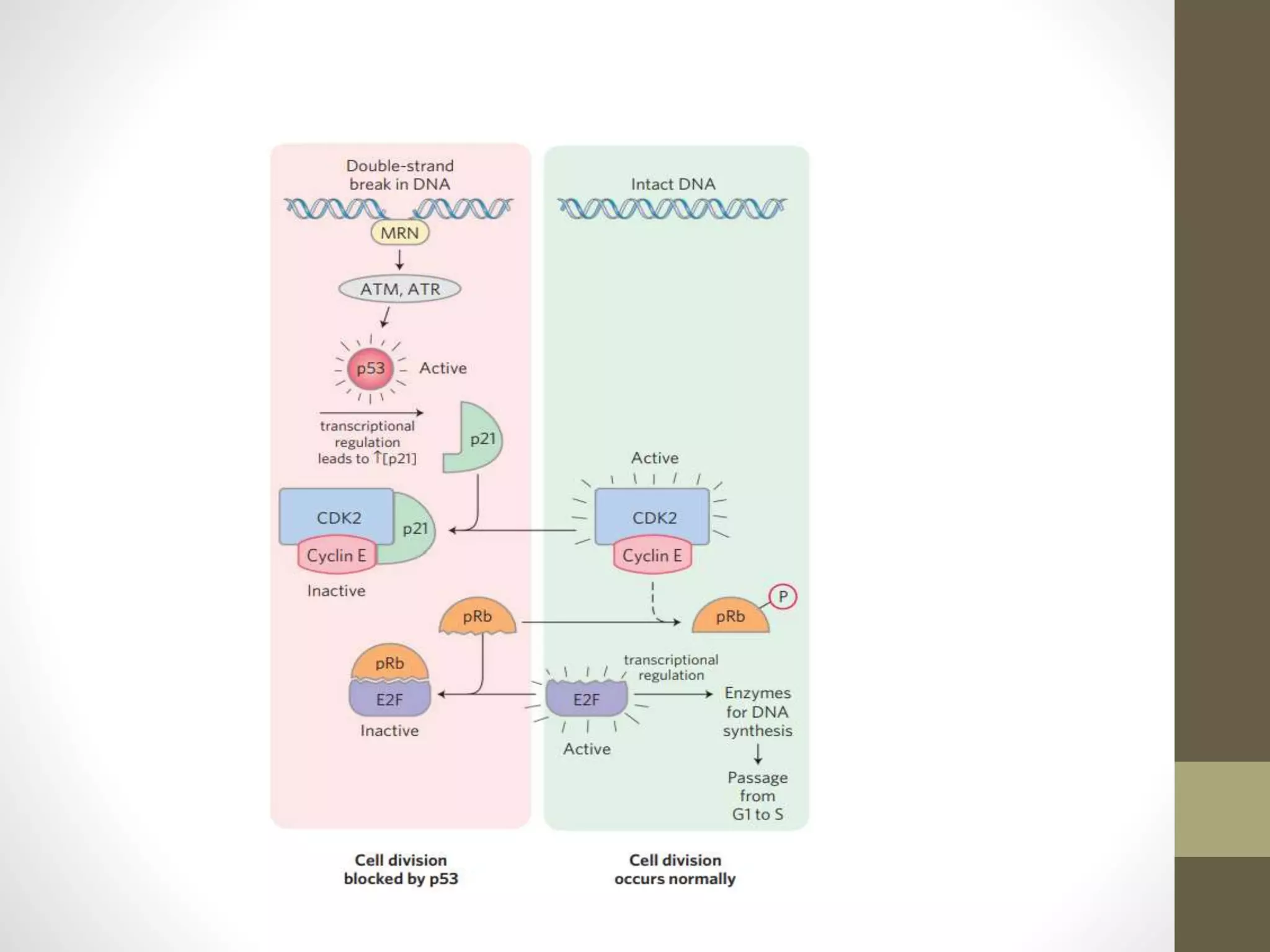 Cyclin dependent kinases | PPTX