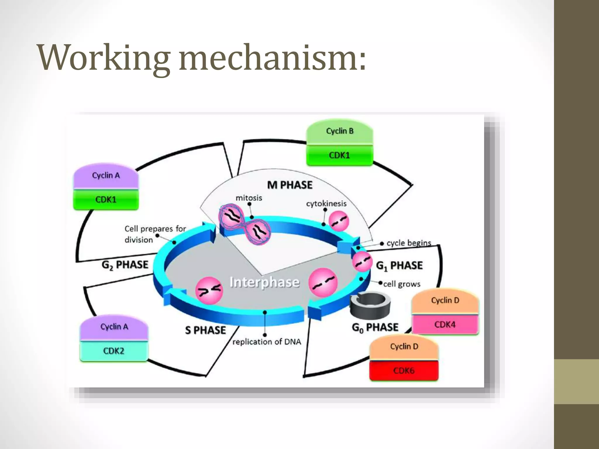 Cyclin dependent kinases | PPTX