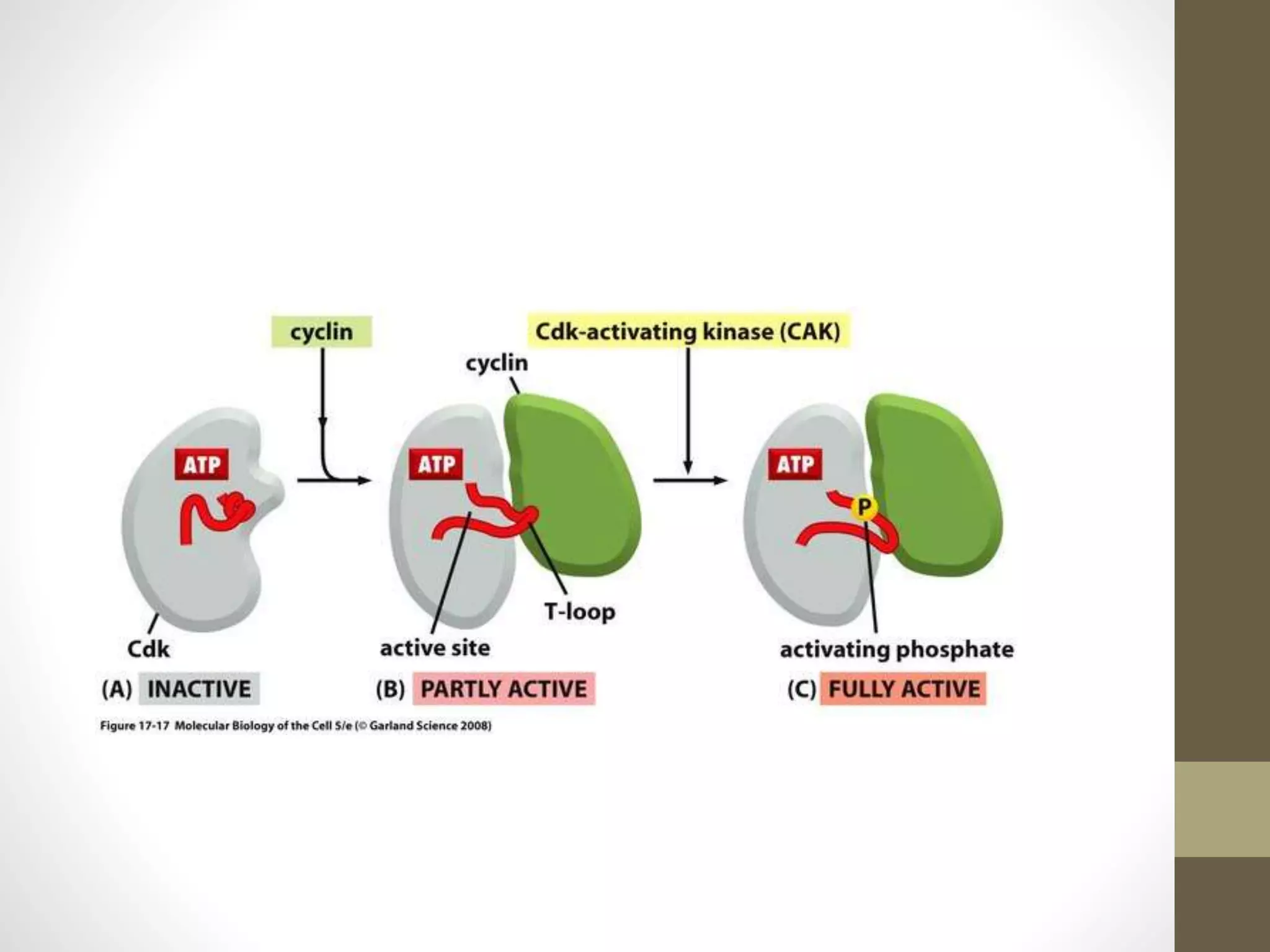 Cyclin dependent kinases | PPTX