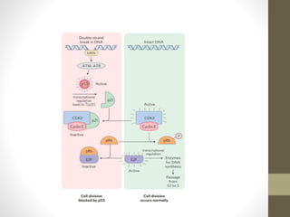Cyclin dependent kinases | PPTX