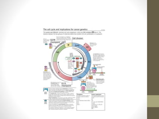 Cyclin dependent kinases | PPTX
