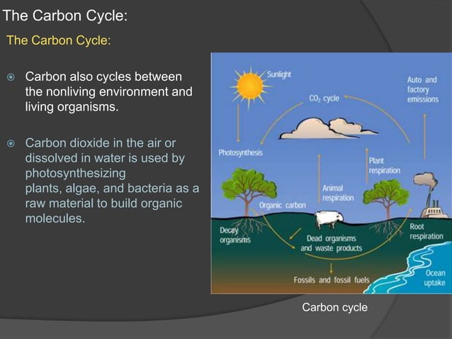 Cycling of materials in ecosystem | PPTX