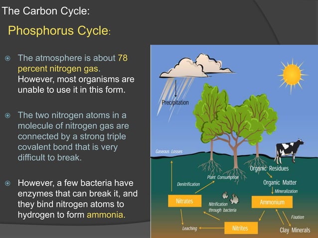 Cycling of materials in ecosystem | PPTX