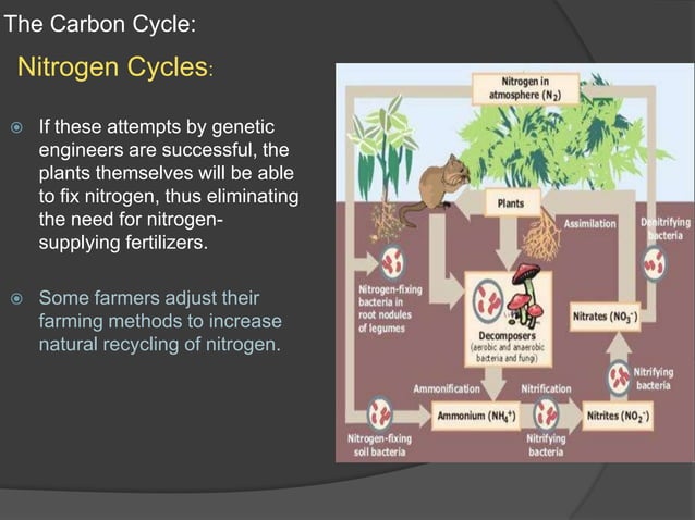 Cycling of materials in ecosystem | PPTX