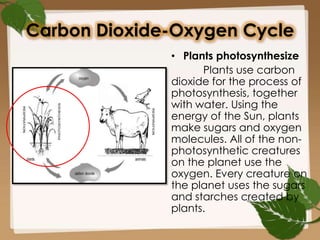 Oxygen And Carbon Dioxide Cycle