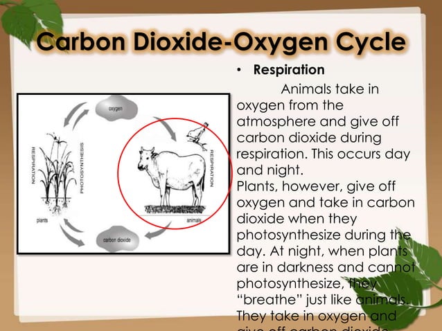Cycling of materials in the ecosystem | PPTX