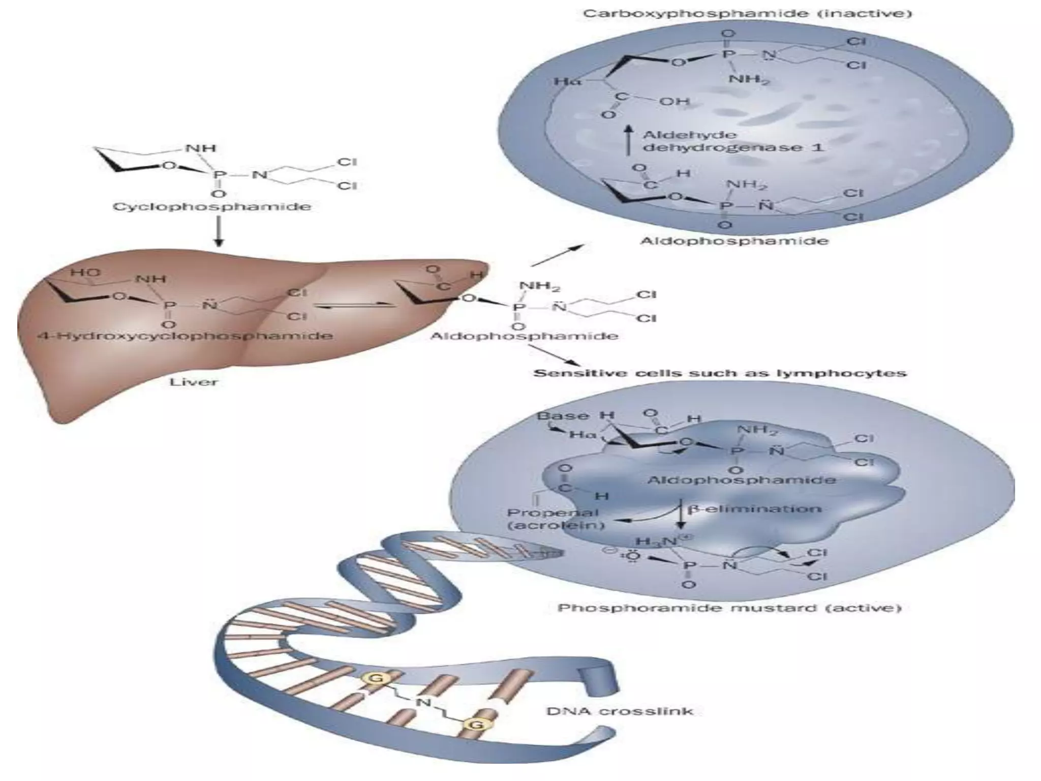 Cyclophosphamide | PPTX