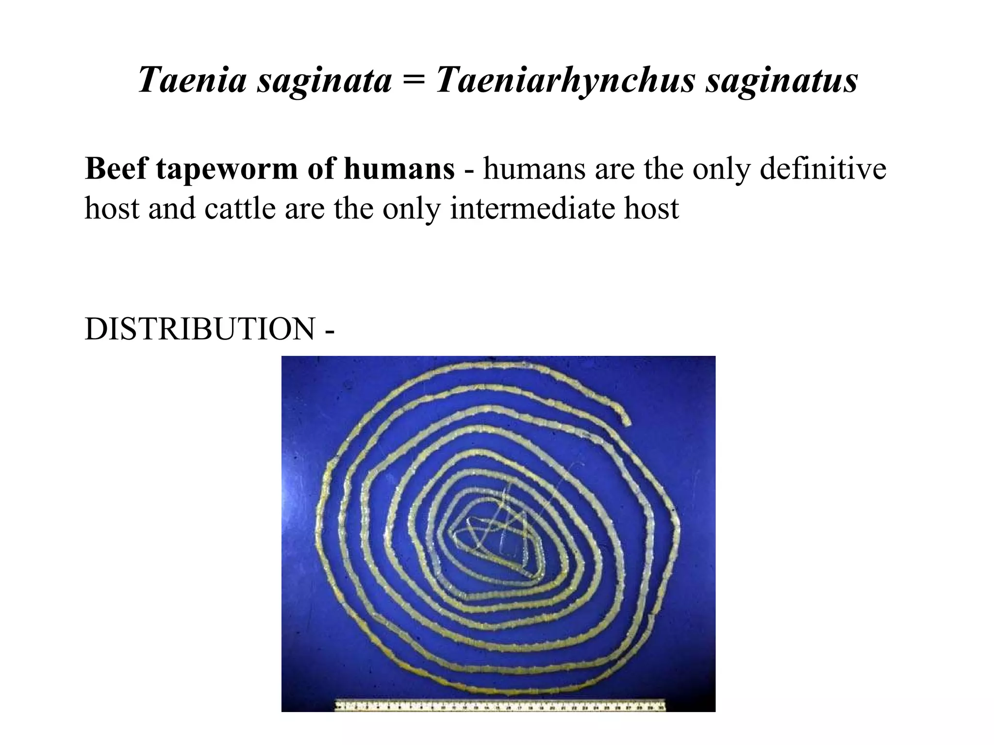 Cyclophyllidean Tapeworms | PPT