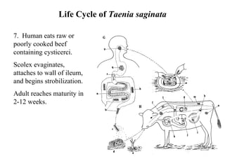 Cyclophyllidean Tapeworms | PPT