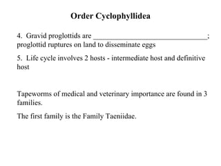 Cyclophyllidean Tapeworms | PPT