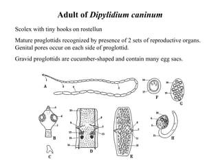 Dipylidium Caninum Slide Labeled
