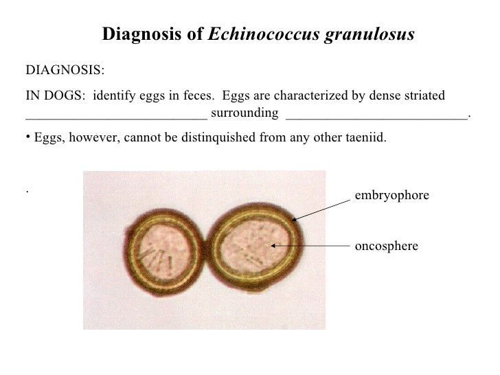 Cyclophyllidean Tapeworms