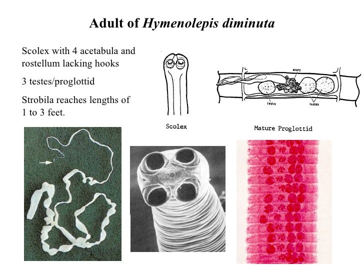 Cyclophyllidean Tapeworms