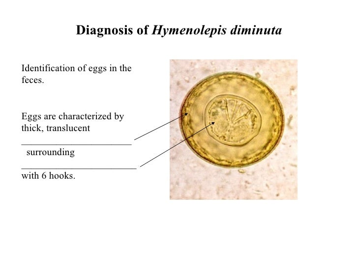 Cyclophyllidean Tapeworms