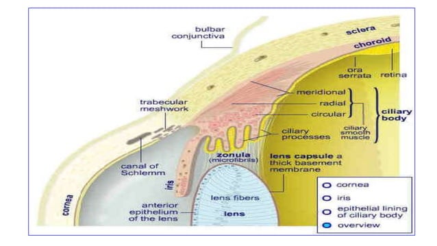 Cycloplegic agents & cyclorefraction | PPT | Eye and Vision Conditions ...