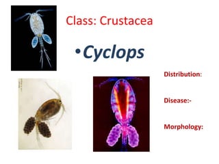 Cyclops.ppt
