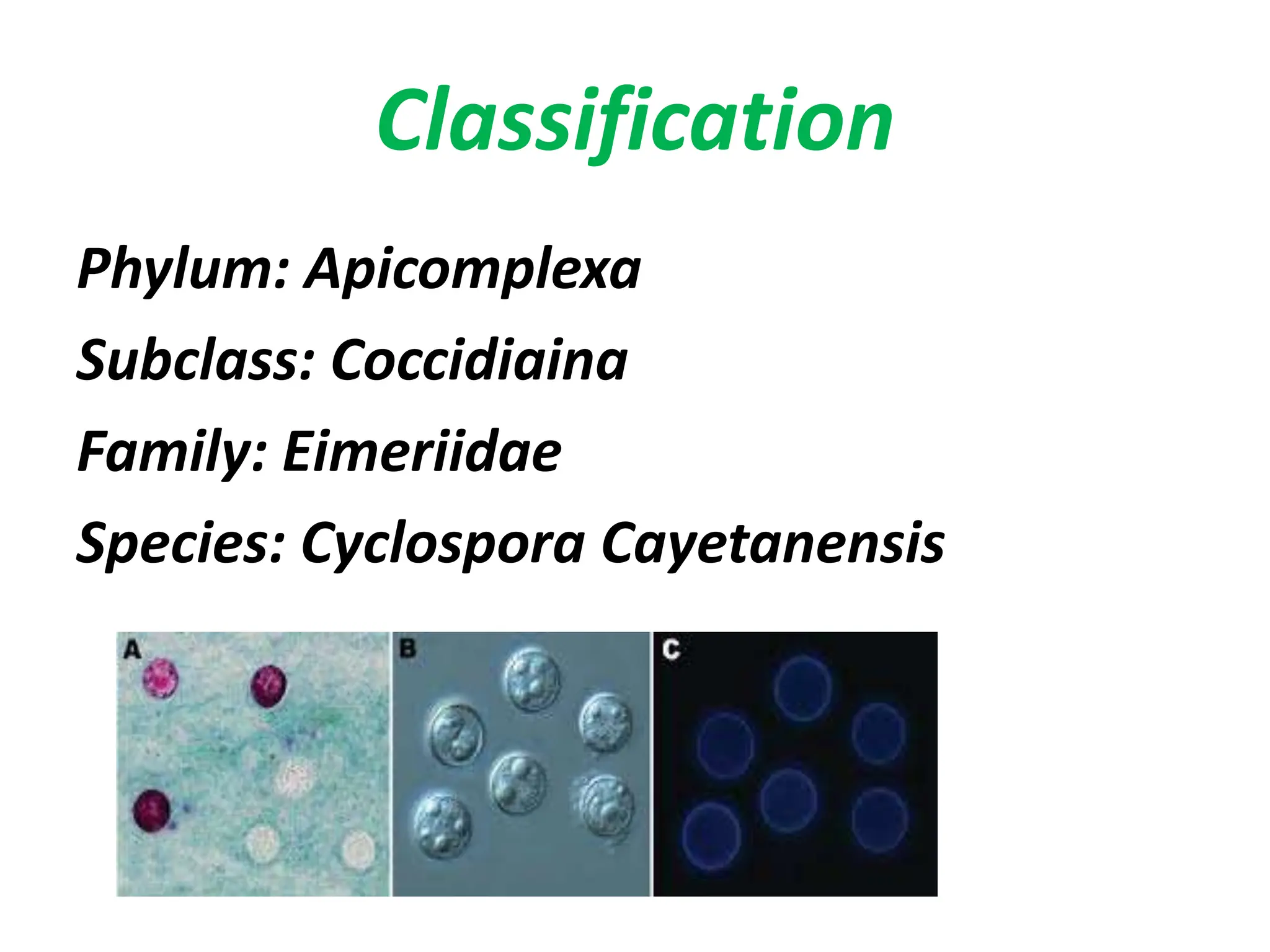 Cyclosporaparasitology medical laboratory technologist .pptx
