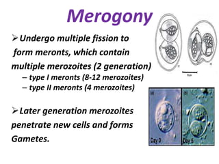 Cyclosporaparasitology medical laboratory technologist .pptx