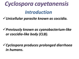 Cyclosporaparasitology medical laboratory technologist .pptx