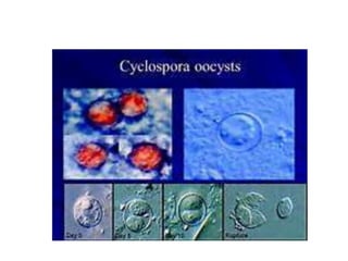 Cyclosporaparasitology medical laboratory technologist .pptx