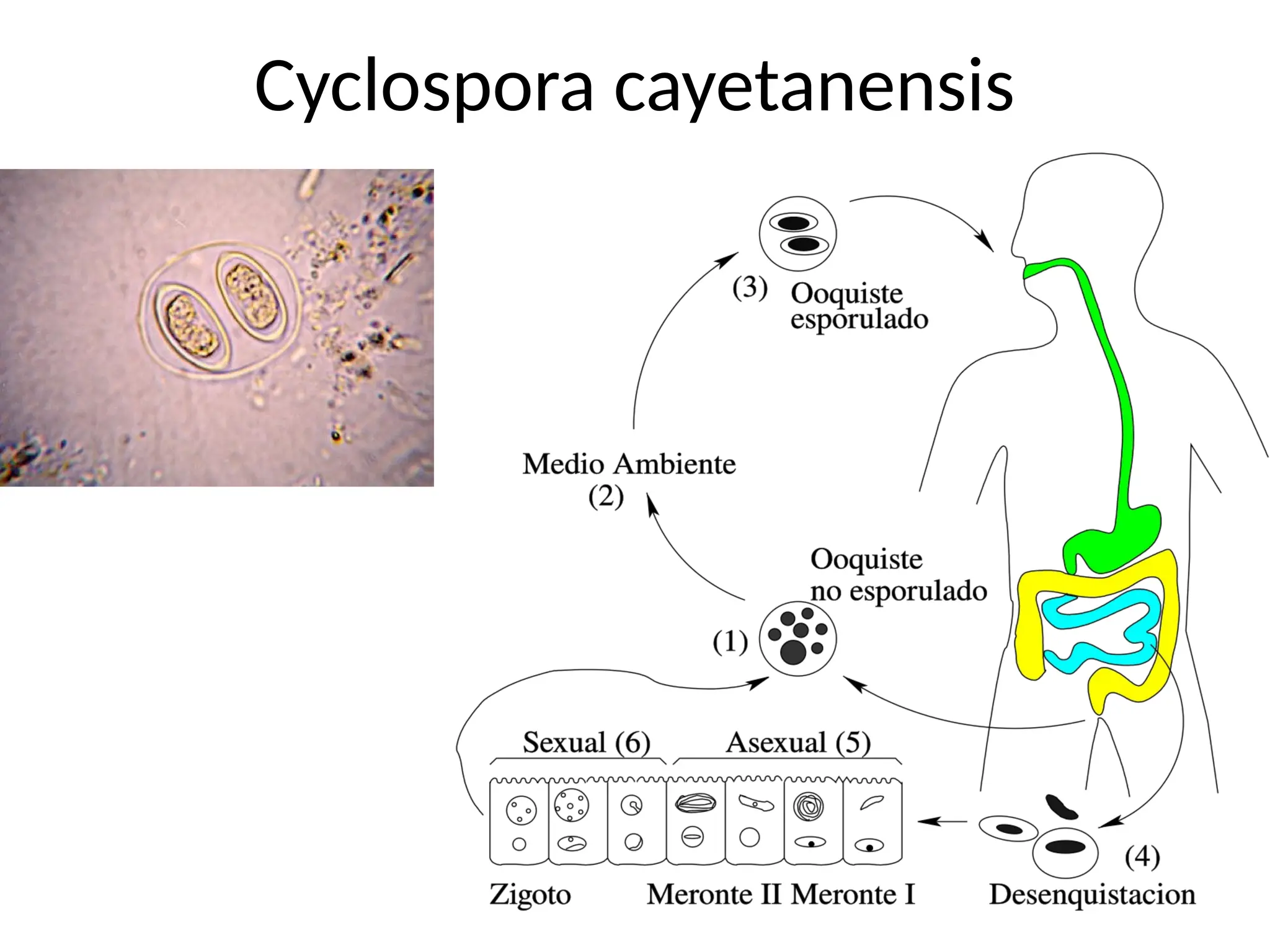 Cyclospora Cayetanensis Medical Parasitology Pptx