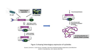 Cyclotides | PPTX