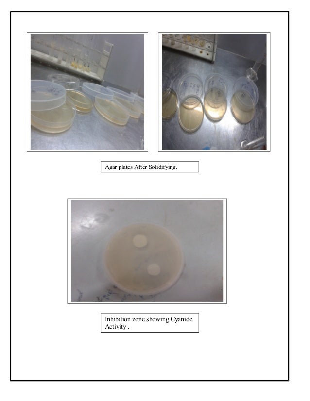 Agar-Well Diffusion Method Antifungal Diet - rutrackertom