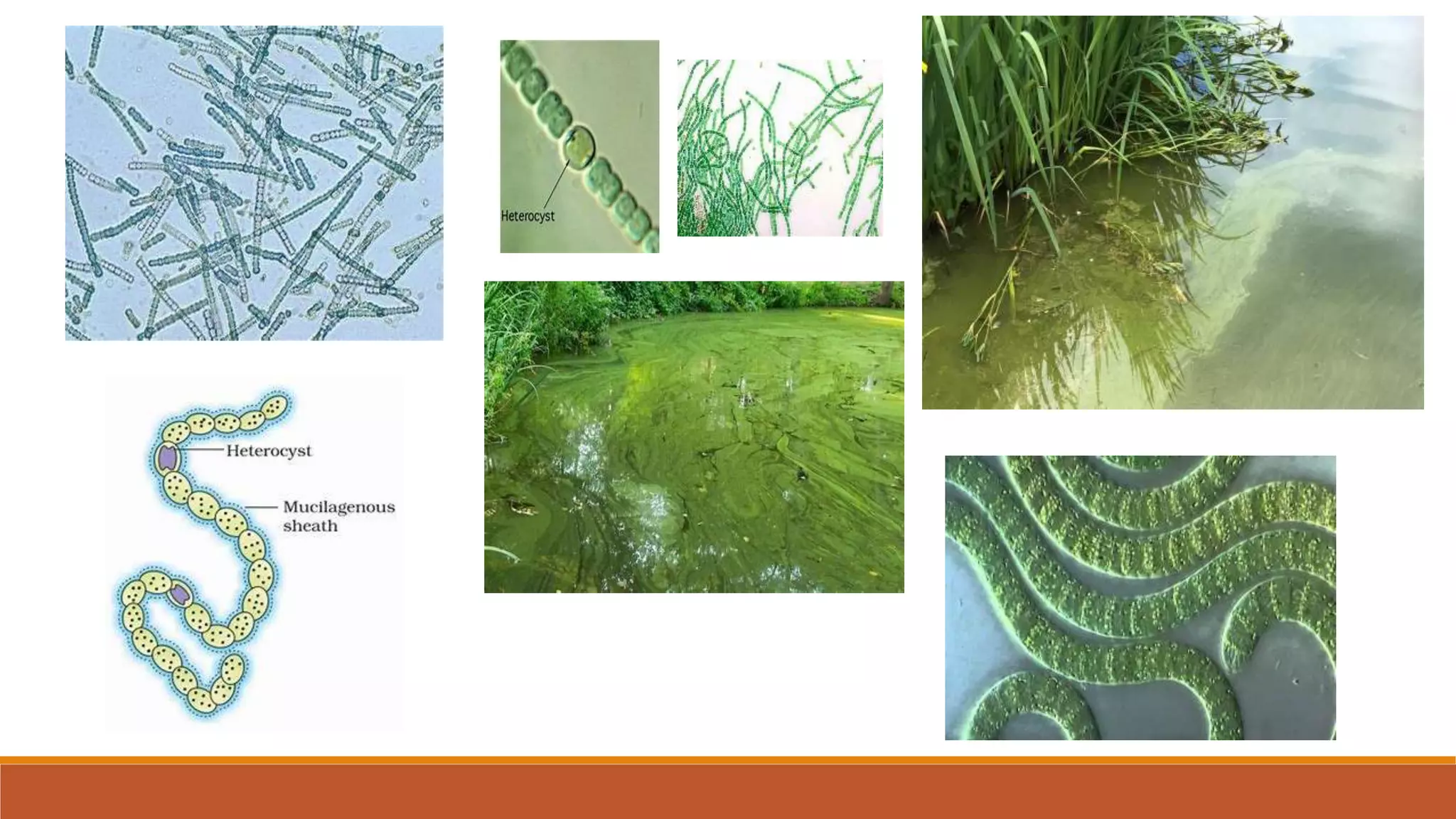 Cynobacteria - A Blue Green Algae | PPTX