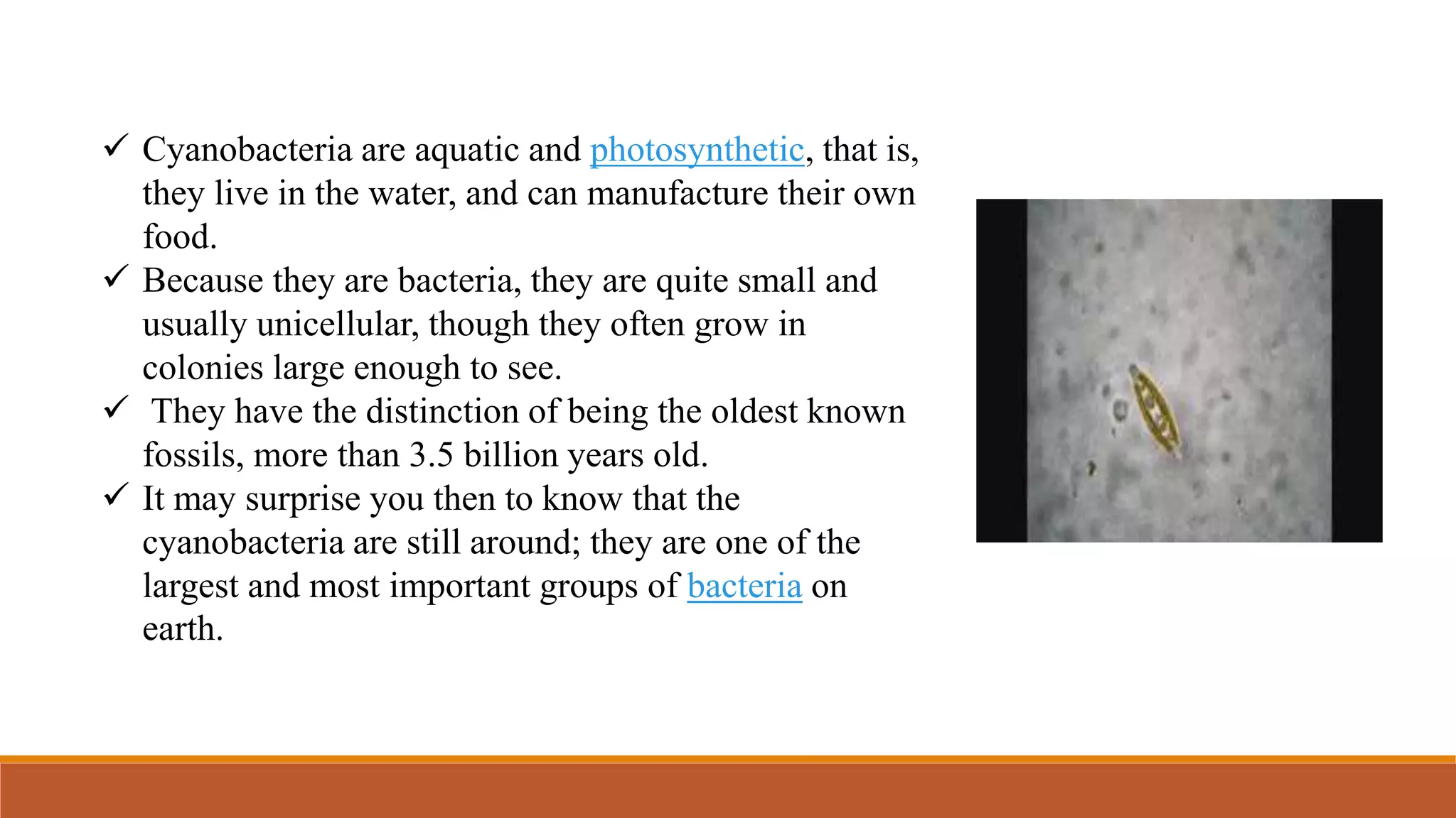 Cynobacteria - A Blue Green Algae | PPTX