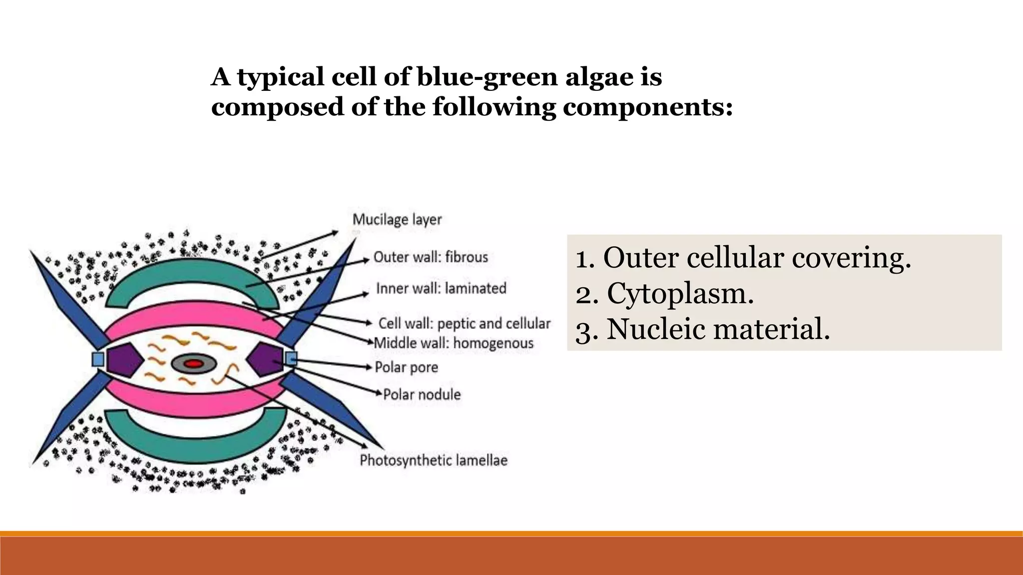 Cynobacteria - A Blue Green Algae | PPTX