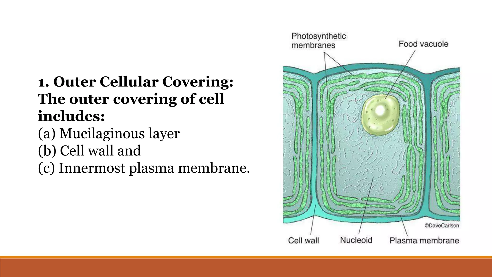 Cynobacteria - A Blue Green Algae | PPTX