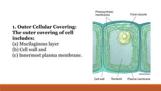 Blue Green Algae Cell Structure