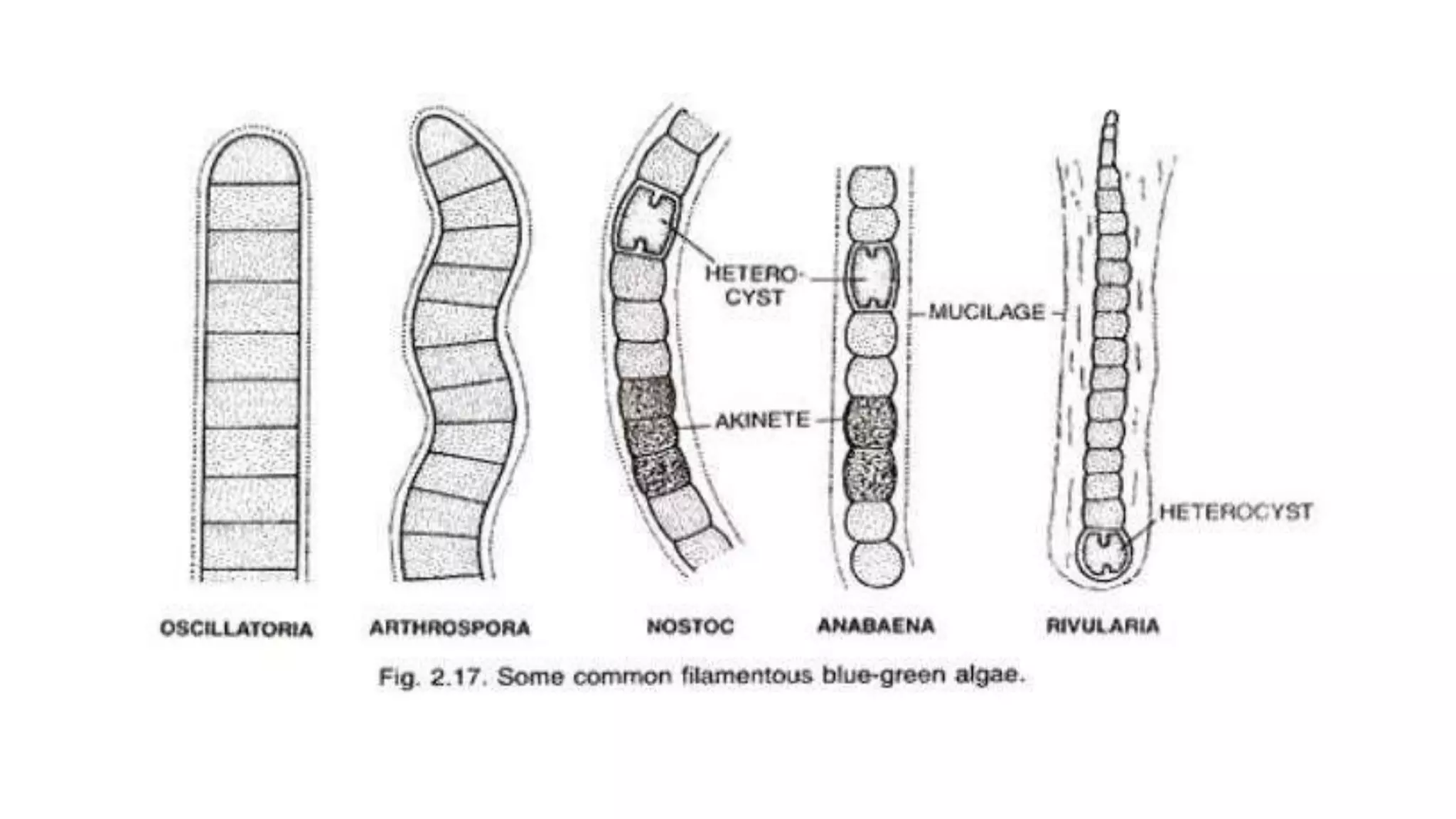 Cynobacteria Structure and Reproduction | PPTX